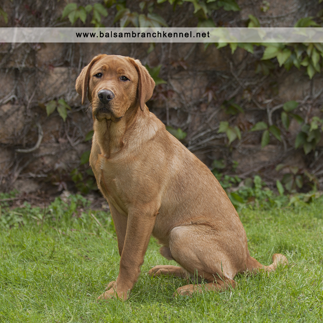 Blue May 2017 Fox Red Lab Balsam Branch Kennel – Balsam Branch Kennel