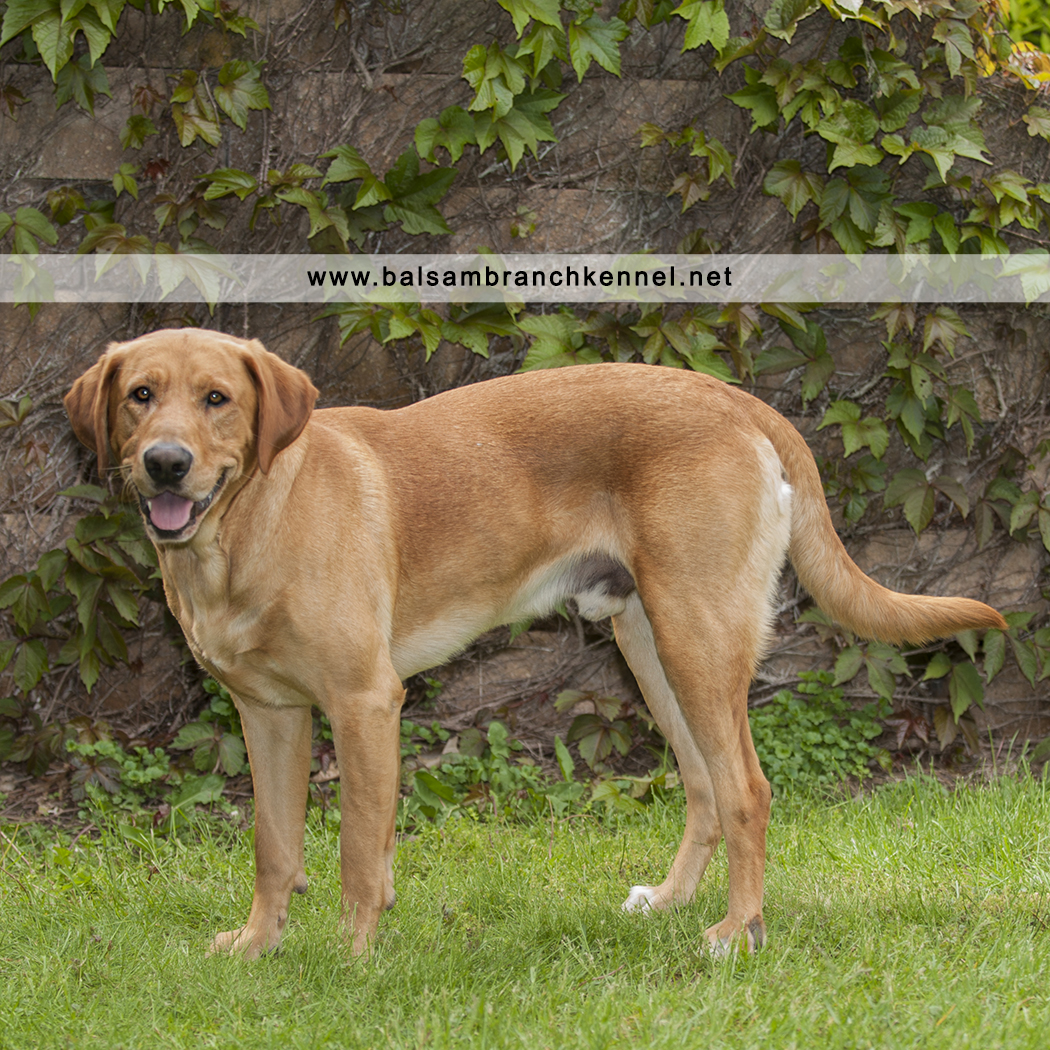 Manac May 2017 Fox Red Lab Balsam Branch Kennel 2 – Balsam Branch Kennel