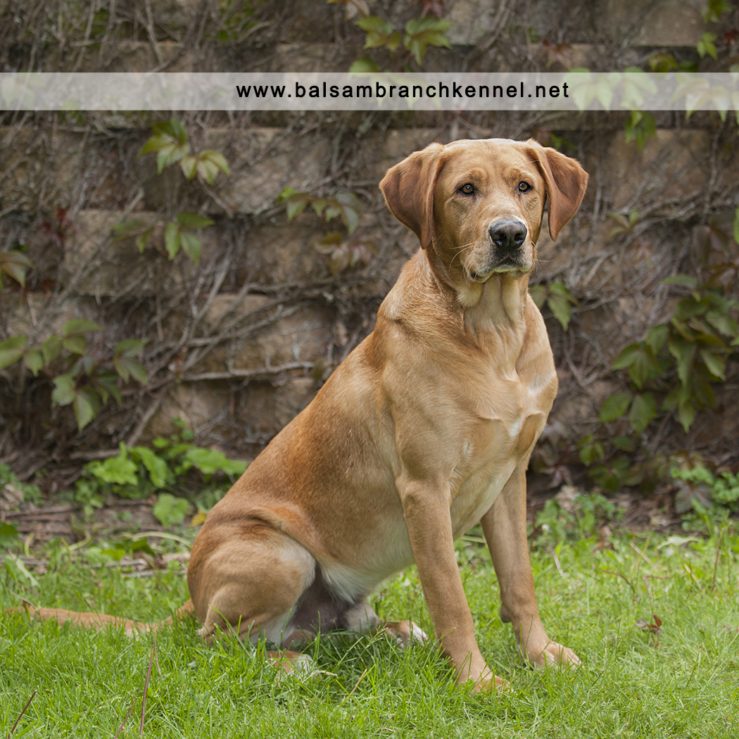 Manac May 2017 Fox Red Lab Balsam Branch Kennel – Balsam Branch Kennel