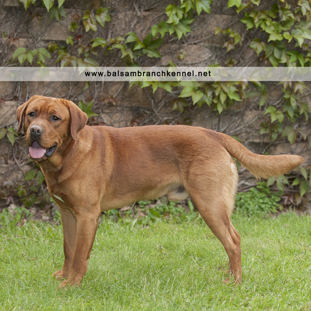 Oakie May 2017 Fox Red Lab Balsam Branch Kennel 2 – Balsam Branch Kennel