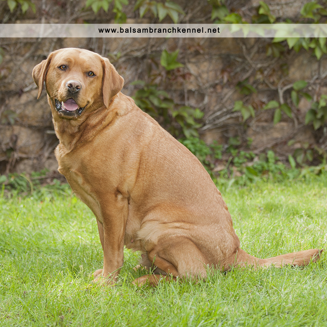 Teaka May 2017 Fox Red Lab Balsam Branch Kennel 2 – Balsam Branch Kennel