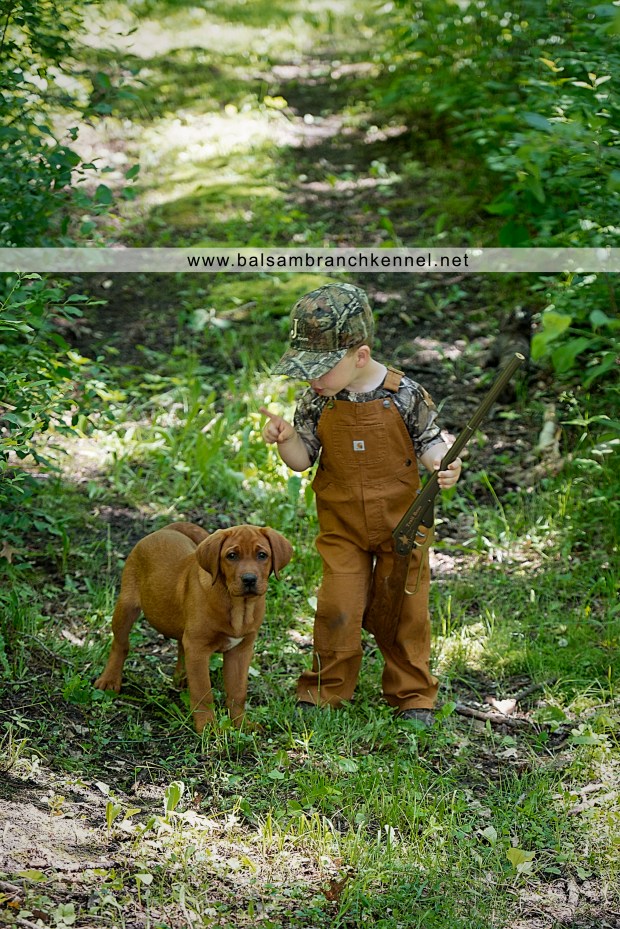 Oakie & Declan’s Day in the Woods – Balsam Branch Kennel