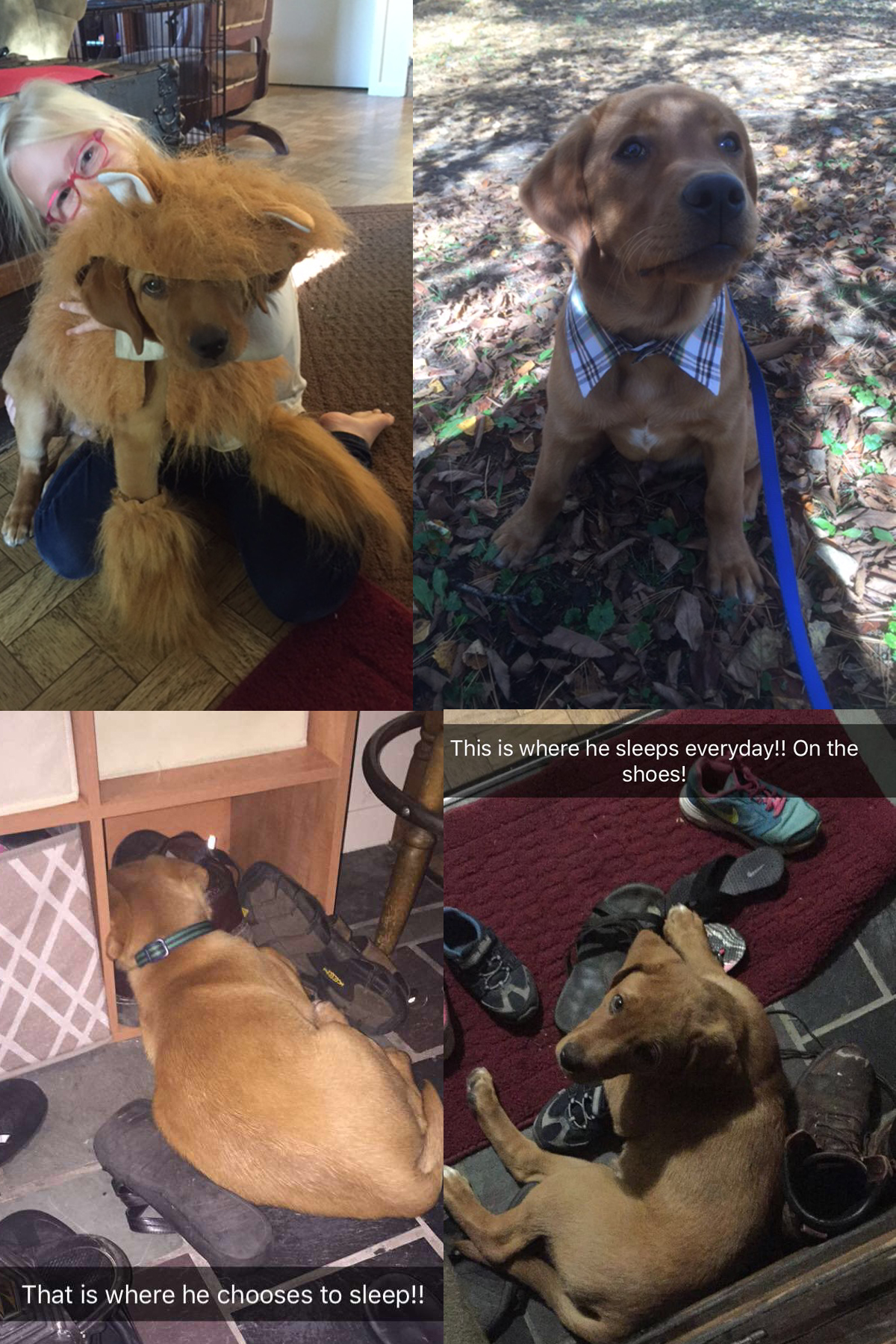 Teeka & Duke’s Puppy: Teddy – Balsam Branch Kennel