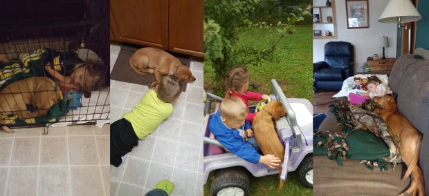 Roxy & Manac’s Puppy: Bailey – Balsam Branch Kennel