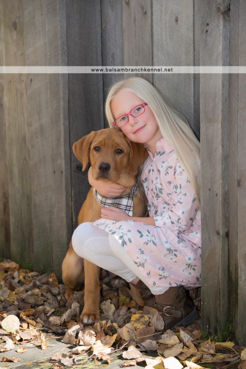 teddy-fox-red-lab-puppy-4-months-old-balsam-branch-kennel-2-copy ...