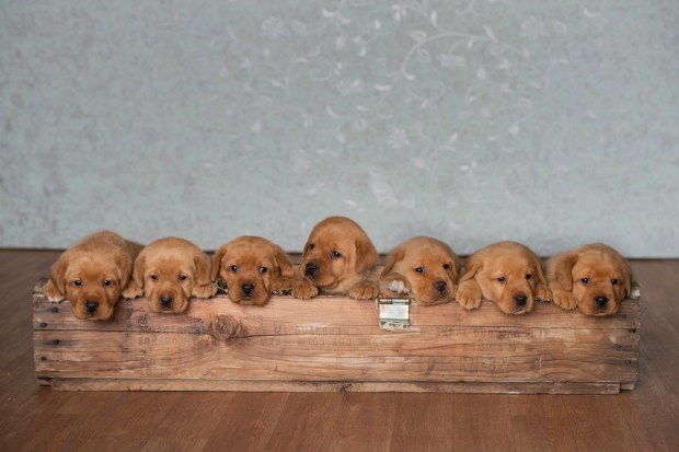 Balsam Branch Kennel – Fox Red Lab Puppies for Sale, Located in Balsam ...