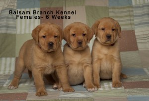 Teaka and Red Bull’s Puppies: 6 Weeks Old – Balsam Branch Kennel