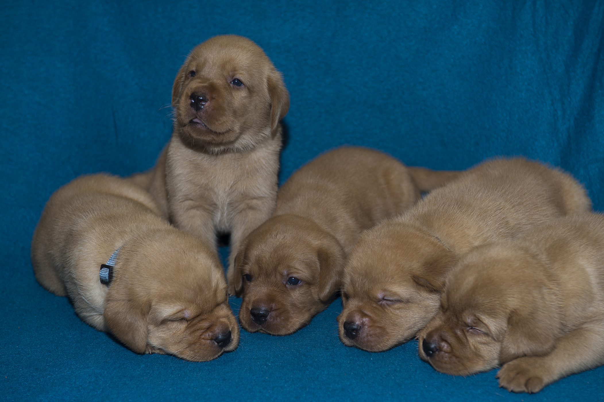 Teaka & Okie’s Puppies: Three Weeks Old – Balsam Branch Kennel