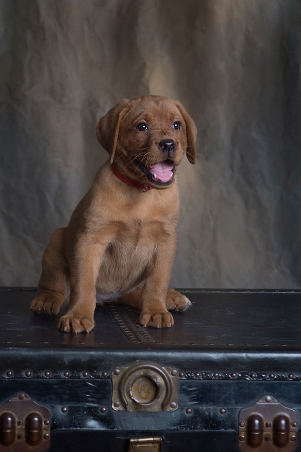 Balsam Branch Kennel – Fox Red Lab Puppies for Sale, Located in Balsam ...