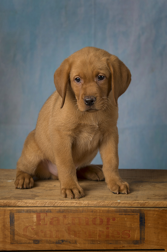BBK Fox Red Lab English Puppies For Sale 8-1wk – Balsam Branch Kennel