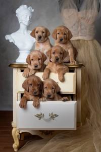 Balsam Branch Kennel – Fox Red Lab Puppies for Sale, Located in Balsam ...