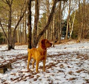 Labs on the Run in January – Balsam Branch Kennel