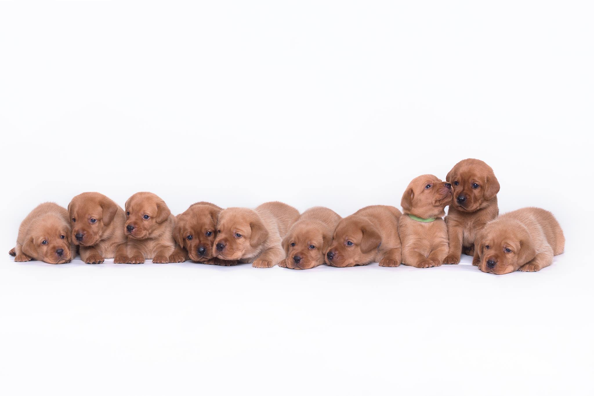 balsam branch kennel fox red lab – Balsam Branch Kennel