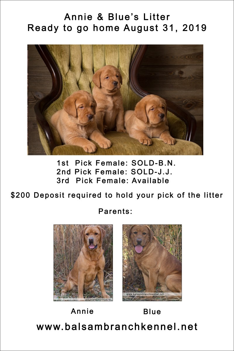 fox red lab puppies for sale wi 5wk – Balsam Branch Kennel