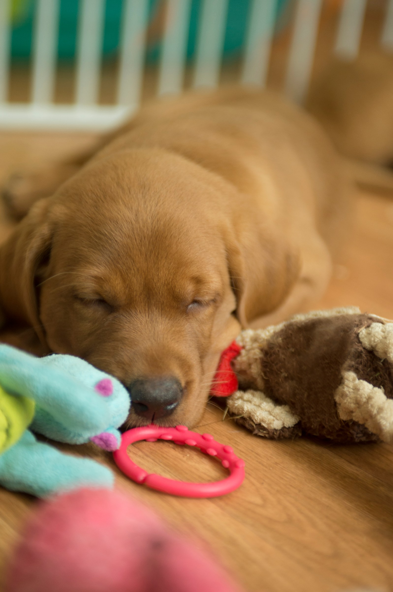 Balsam Branch Kennel Fox Red Lab Puppies for Sale-20 – Balsam Branch Kennel