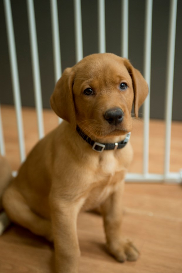 Kimber & Blue’s Puppies: Six Weeks Old – Balsam Branch Kennel