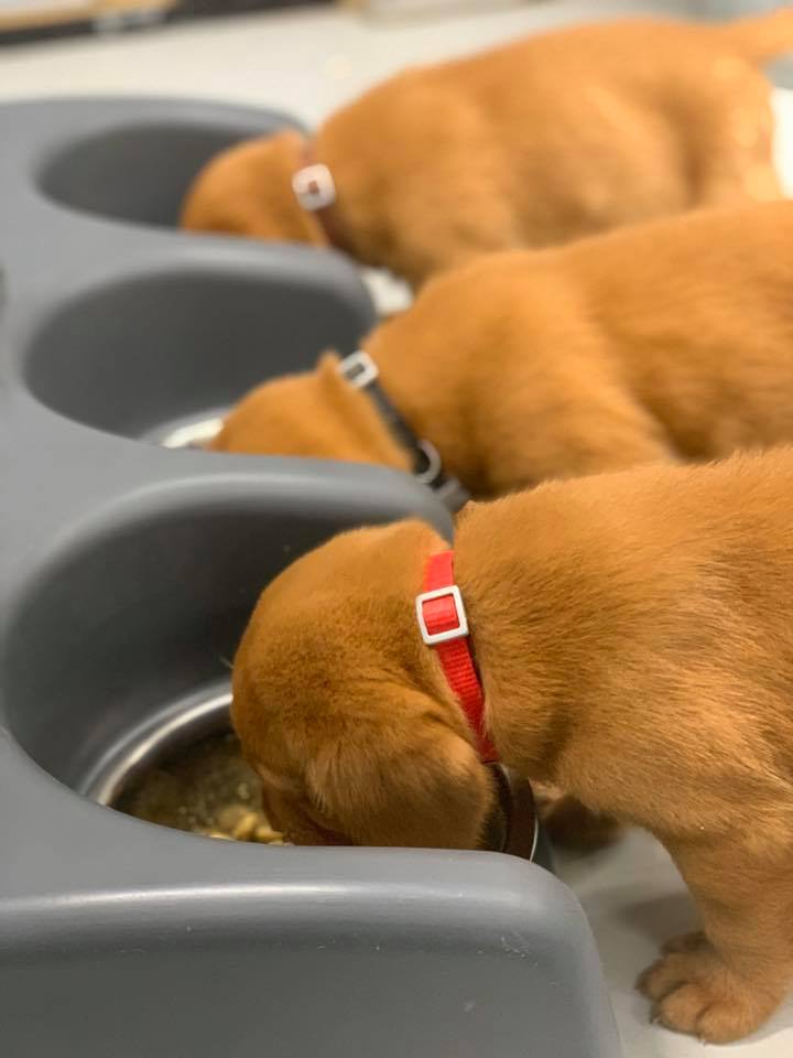 Fox Red Lab Puppies For Sale Balsam Branch Kennel Millie Okie 2019 21 ...