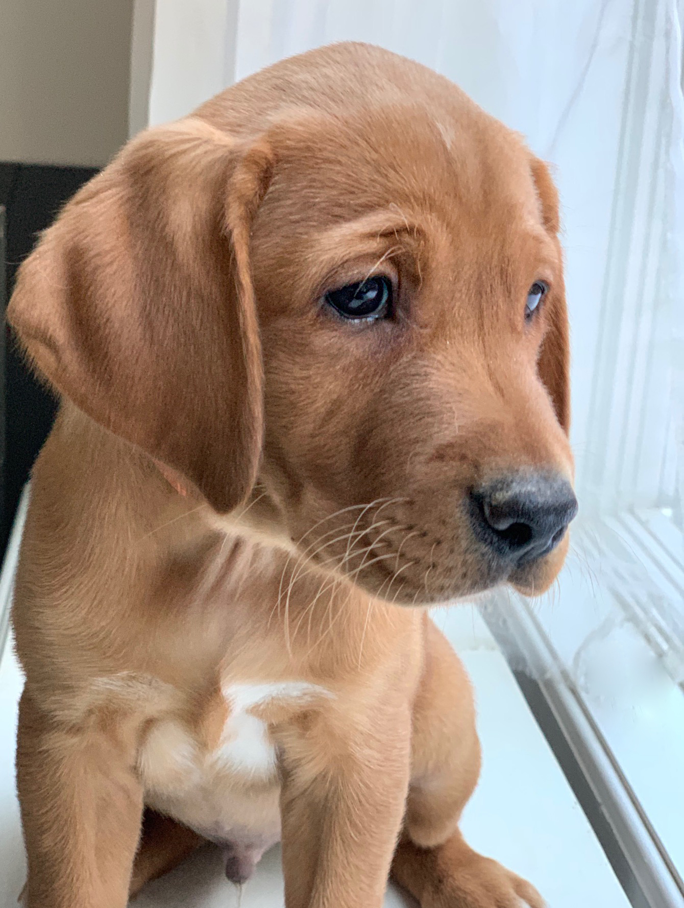 IMG_4924 – Balsam Branch Kennel