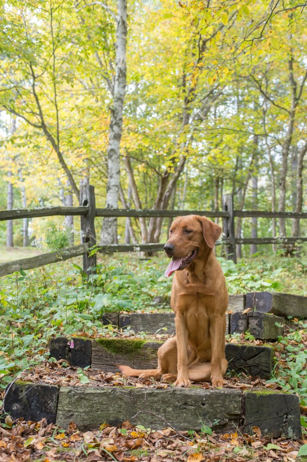 Our Dogs – Balsam Branch Kennel