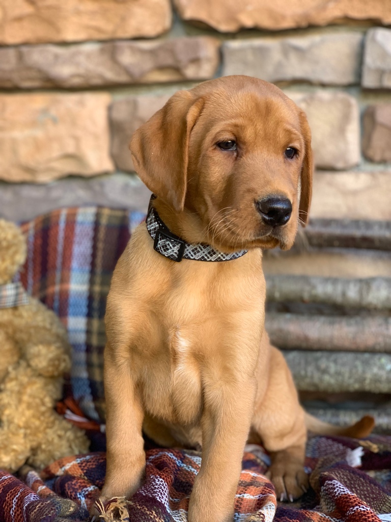 Welcome to Huck! The newest member of our pack. – Balsam Branch Kennel