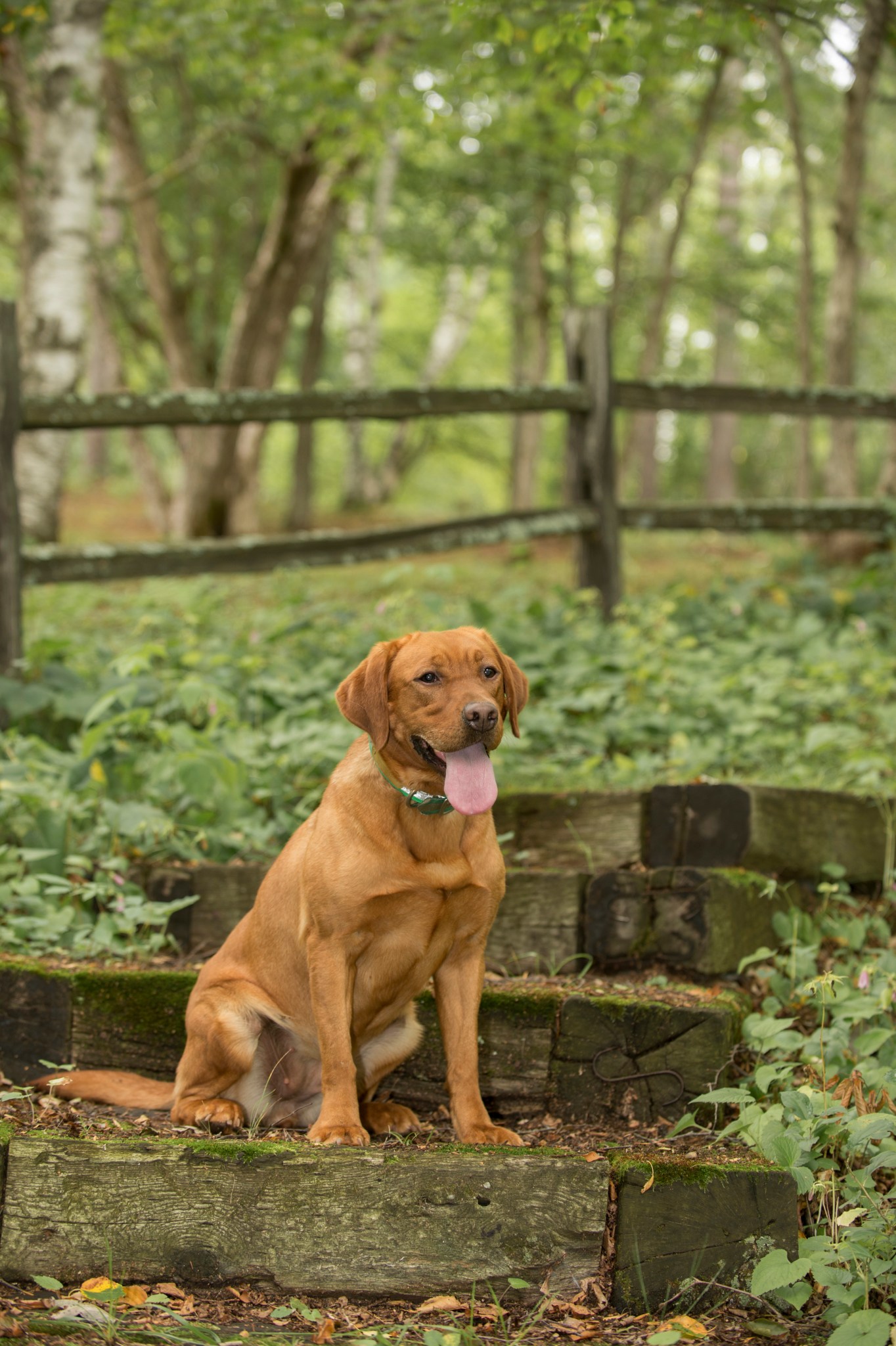 Our Dogs – Balsam Branch Kennel