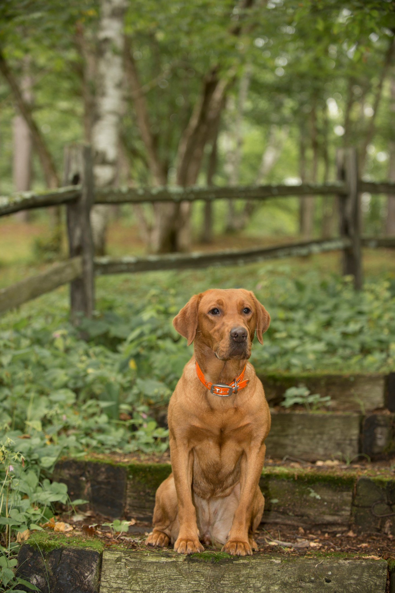 Our Dogs – Balsam Branch Kennel