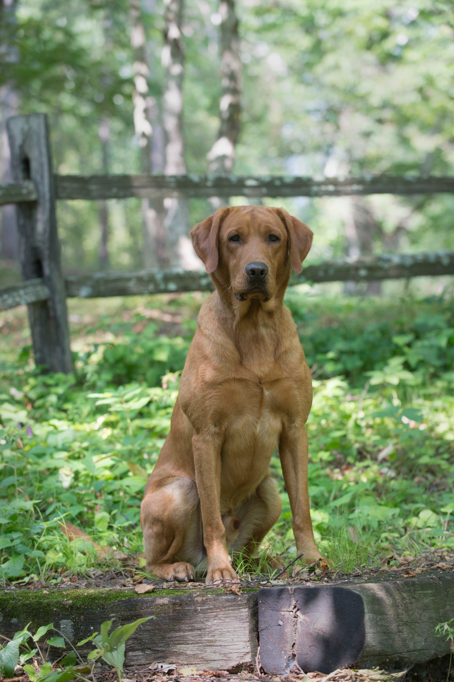 Our Dogs – Balsam Branch Kennel