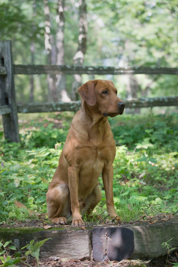 Our Dogs – Balsam Branch Kennel