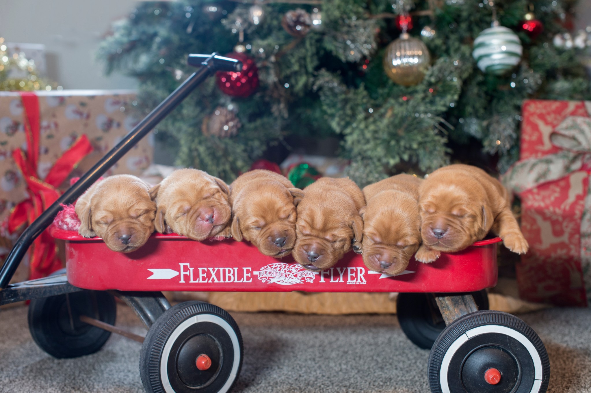 Pictures of our Puppies – Balsam Branch Kennel