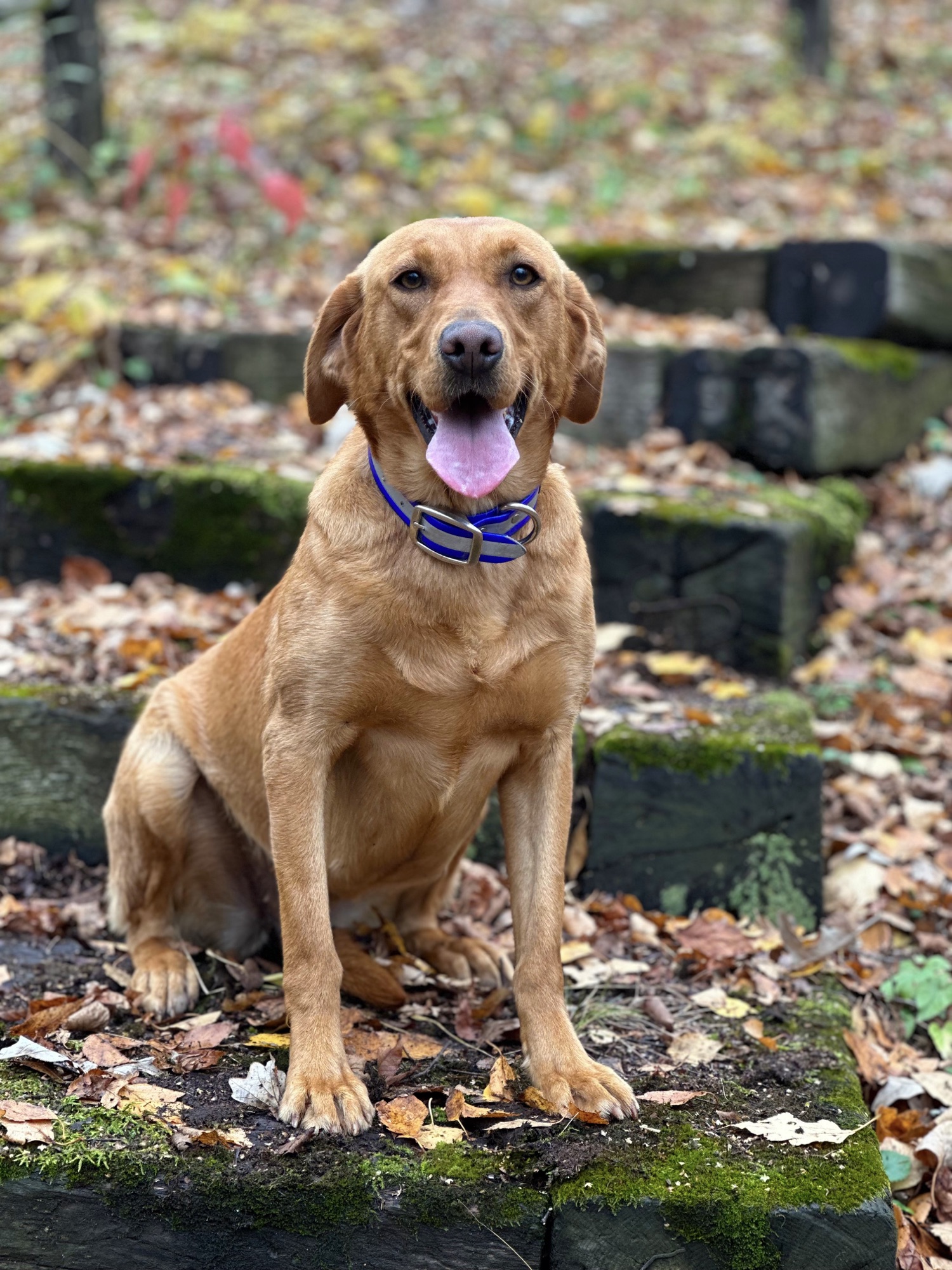 Our Dogs – Balsam Branch Kennel