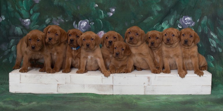 Pictures of our Puppies – Balsam Branch Kennel