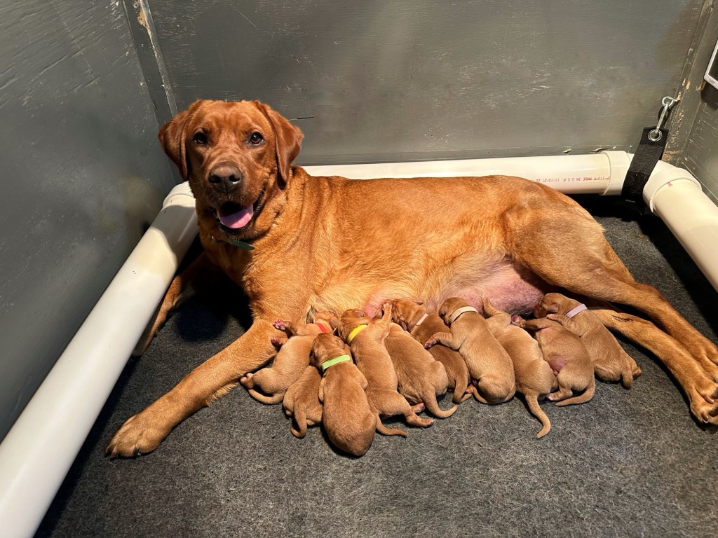 Puppies For Sale – Balsam Branch Kennel