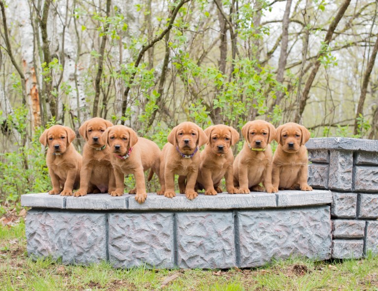 Pictures of our Puppies – Balsam Branch Kennel