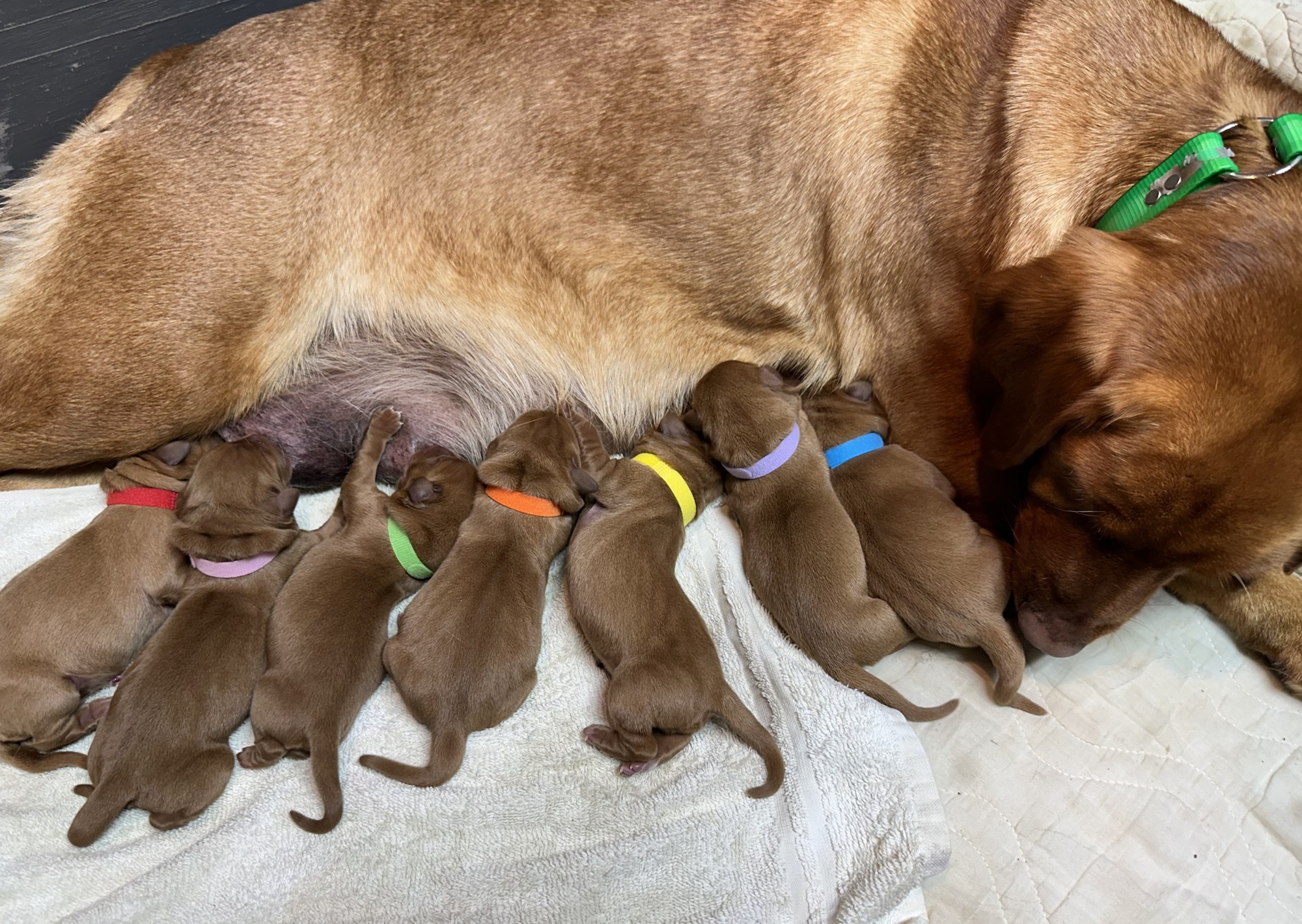 Puppies For Sale – Balsam Branch Kennel
