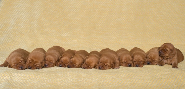 Pictures of our Puppies – Balsam Branch Kennel